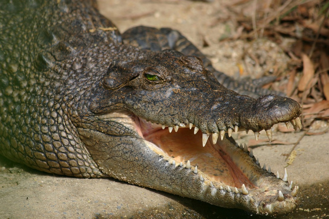 Conservation des crocodiles - International Crocodilian Farmers Association