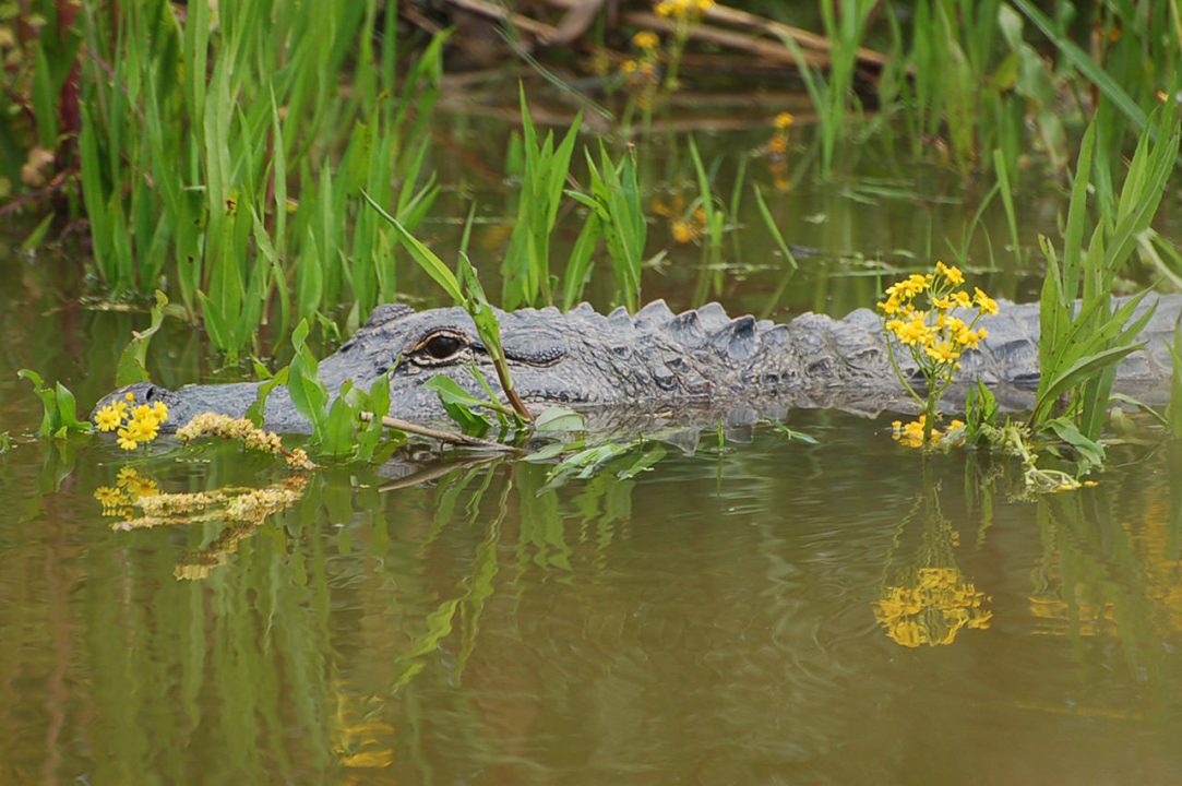 Crocodilians conservation - International Crocodilian Farmers Association