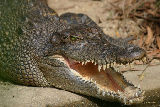 Crocodilians conservation - International Crocodilian Farmers Association
